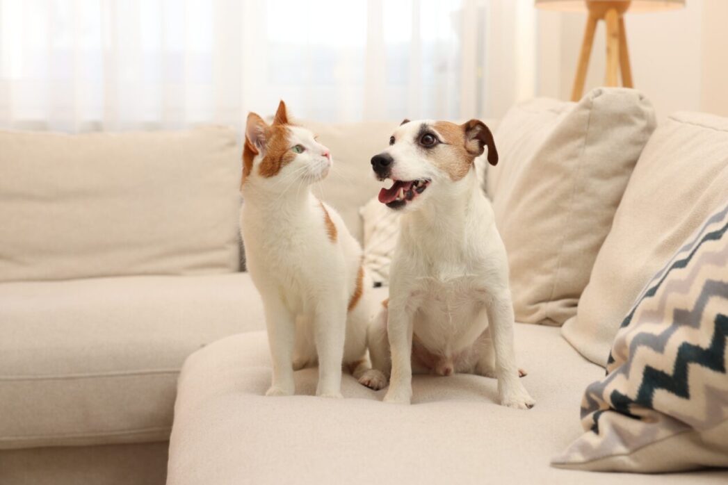 Catifying Your Life: What to Know Before Bringing Home a Cat - Think Glamor